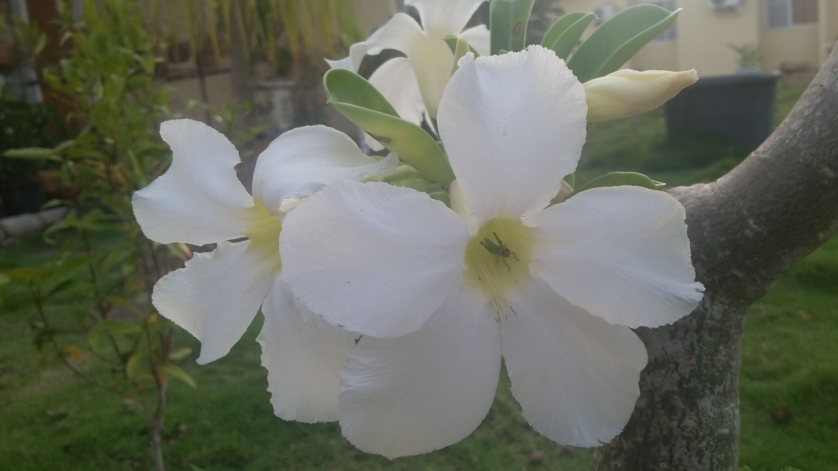 Terbaru 11+ Gambar Bunga Kamboja Merah Putih - Gambar Bunga Indah